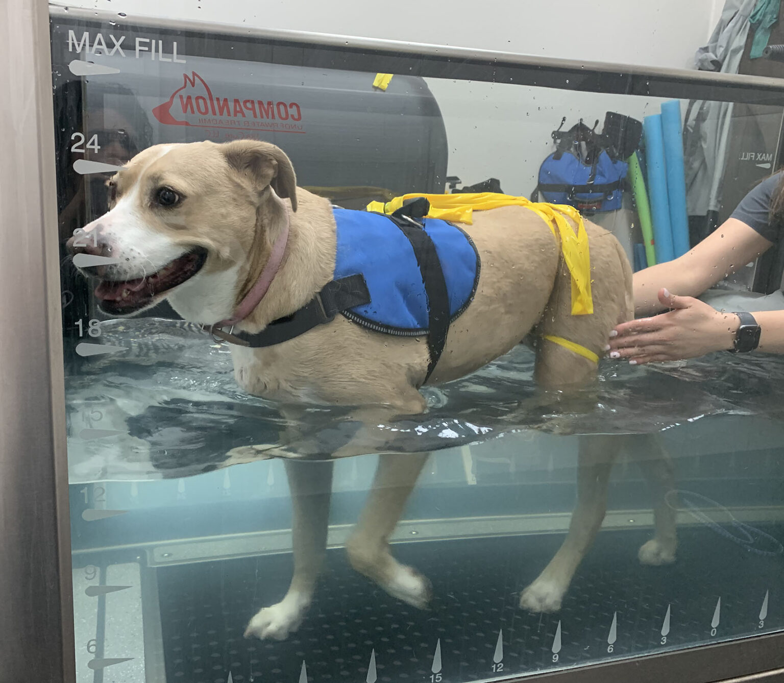 Pet Hydrotherapy in Dallas-Fort Worth | Rehab 4 Pets